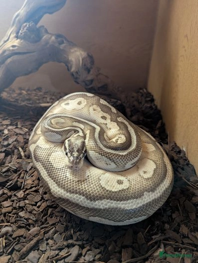 CB18 Pastel Butter Royal Python for sale in Sheffield | Pets4Homes