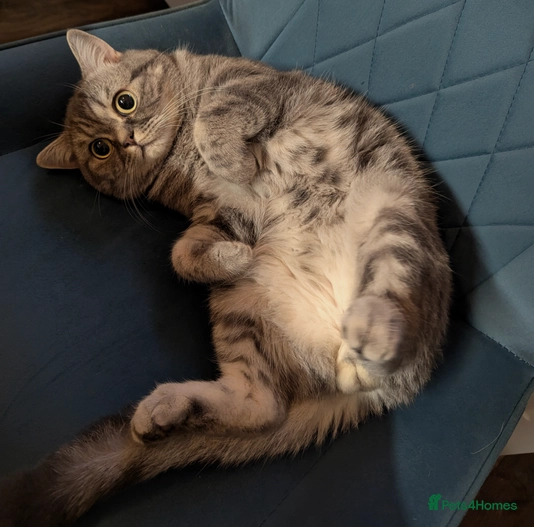 Charlie, British shorthair male for sale in Cannock | Pets4Homes