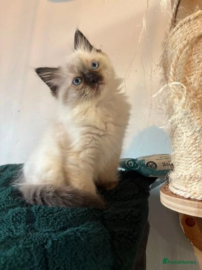 Puré breed ragdoll boy for sale in Gateshead | Pets4Homes