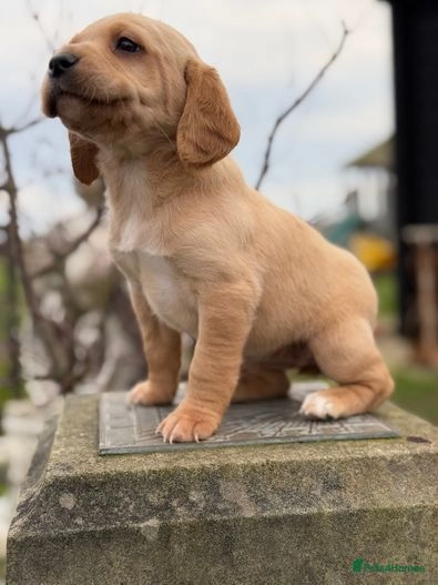 Beautiful Deep Dark Red Cockerdor Cockador for sale in Sleaford ...