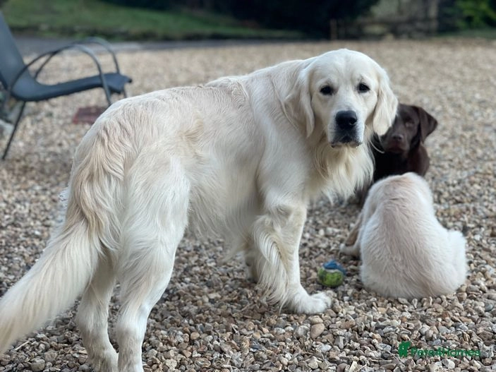 Fully health tested, KC, Show type, ICT clear for stud in Oswestry ...