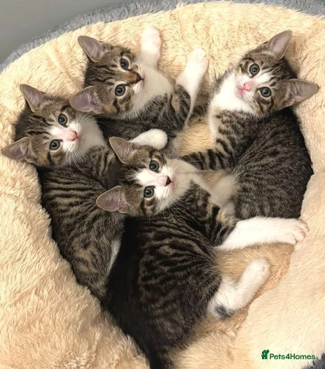GORGEOUS KITTENS for sale in Bradford | Pets4Homes