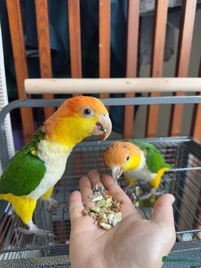 Beautiful pair of caiques for sale for sale in Manchester | Pets4Homes