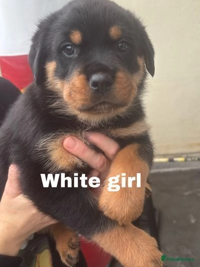6 Chunky Rottweiler puppies for sale in South Ockendon | Pets4Homes
