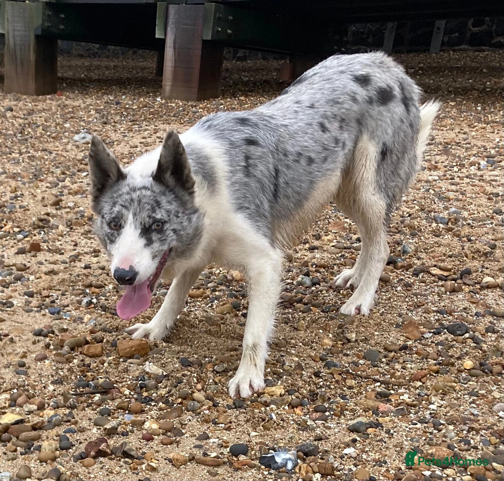 Dukelle Otis for stud in Benfleet Pets4Homes