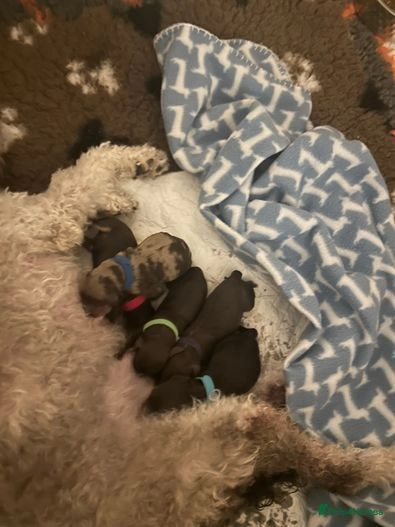 F1BB Health Tested Puppies for sale in Hinckley | Pets4Homes