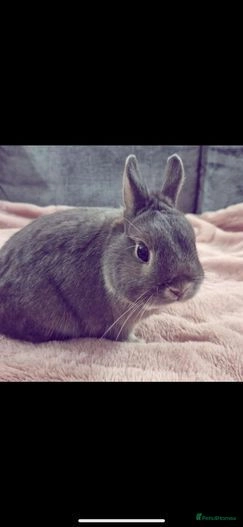 FREE netherland dwarf bunny for sale for sale in Airdrie | Pets4Homes