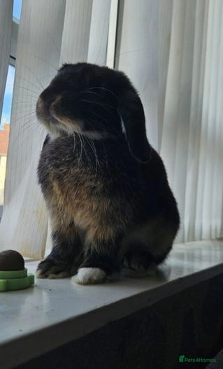 Male Cross Breed French Lop for sale in Manchester | Pets4Homes