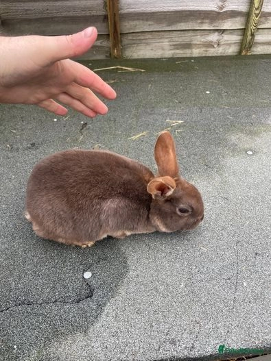 Rex mixed male bunny for sale in Dunstable | Pets4Homes