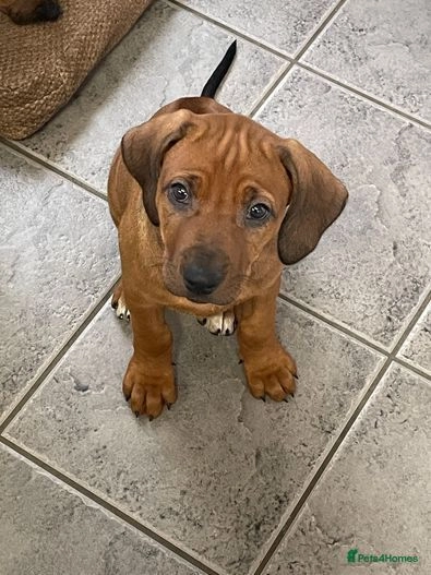 KC Registered Rhodesian Ridgeback Puppies for sale in Grantham | Pets4Homes