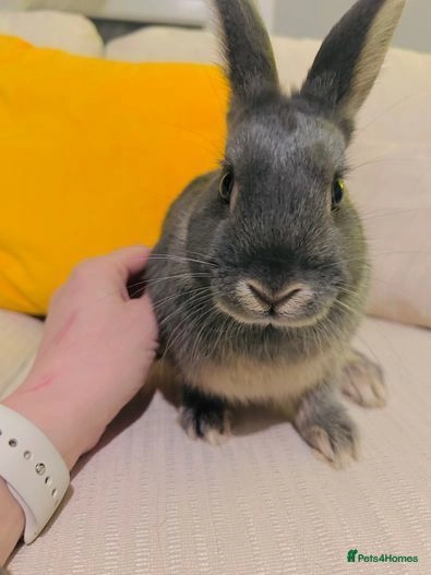 12 weeks - Rare rabbit Grey Silver Marten for sale in Glasgow | Pets4Homes