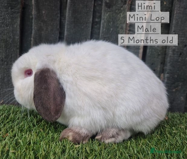 Himi Mini Lop Male 5 month old for sale in Ashton-under-Lyne | Pets4Homes