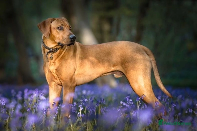 Stunning Rhodesian Ridgeback Stud 5Gen Pedigree for stud in Dunmow ...
