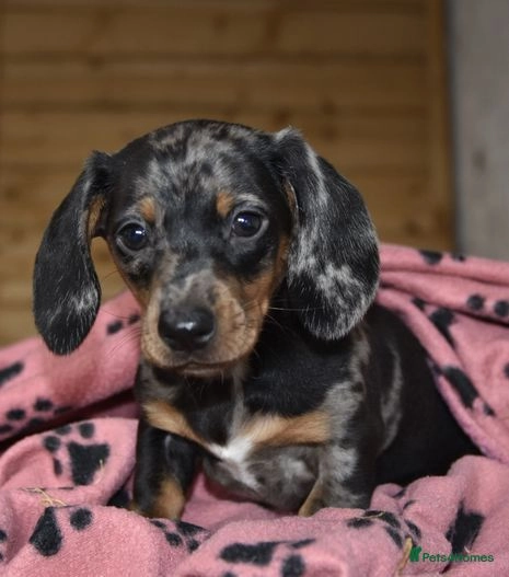 Adorable male dachshund pup for sale in Preston | Pets4Homes