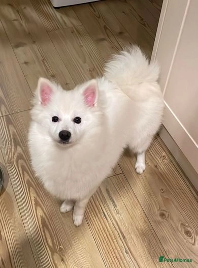 Mittel German Spitz Puppy for sale in Selby | Pets4Homes