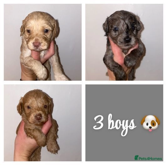 Beautiful merle and phantom pups for sale in Sittingbourne | Pets4Homes