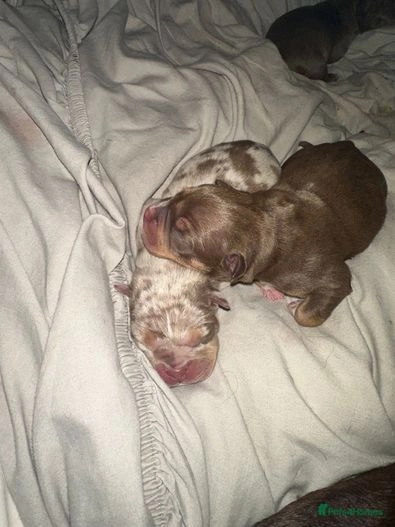 American Pocket Bully Merle Pups for sale in Liverpool | Pets4Homes