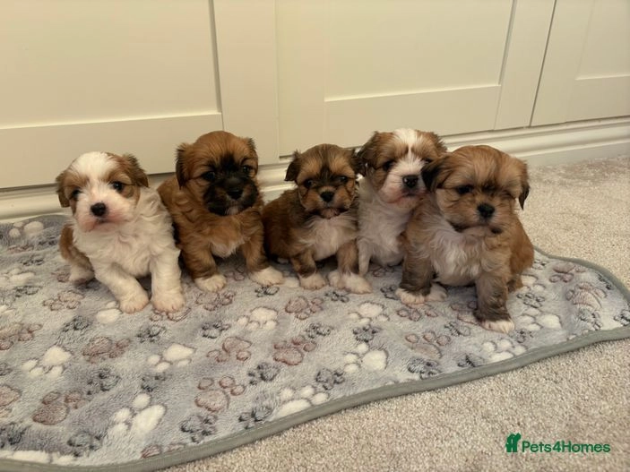 KC Reg beautiful Lhasa Apso pups for sale for sale in Cardiff | Pets4Homes