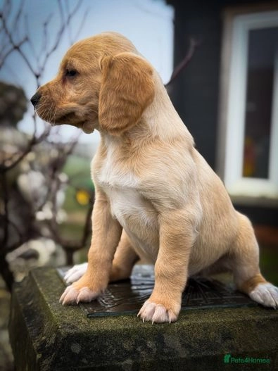 Beautiful Deep Dark Red Cockerdor Cockador for sale in Sleaford ...