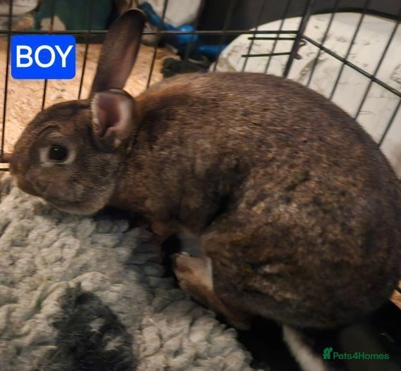 Rex male rabbit for sale in Goole | Pets4Homes