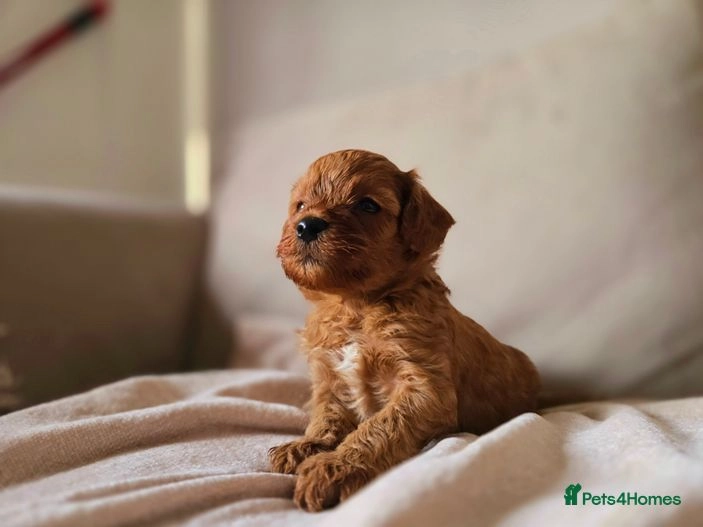 Red Toy Cavapoos dna tested for sale in Doncaster | Pets4Homes