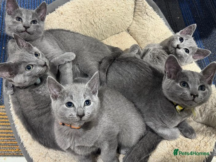 Russian Blue kittens for sale in London | Pets4Homes
