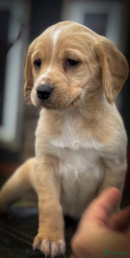 Beautiful Deep Dark Red Cockerdor Cockador for sale in Sleaford ...