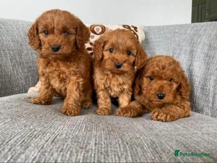 Beautiful Ruby Red Cavapoo Puppies for sale in Heywood | Pets4Homes
