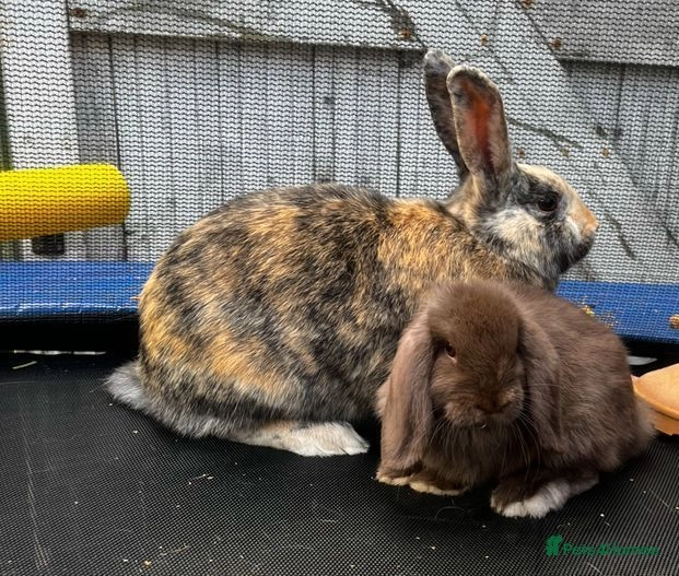 Two beautiful bonded rabbits for sale in Eastleigh | Pets4Homes