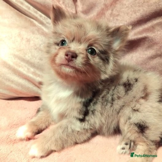 Stunning Merle pomchi girl for sale in Haywards Heath | Pets4Homes