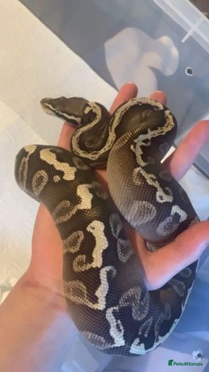 2 female ball pythons for sale in Sittingbourne | Pets4Homes