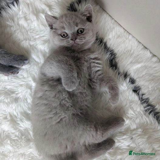 Purebreed British Shorthair Kittens for sale in Dewsbury | Pets4Homes