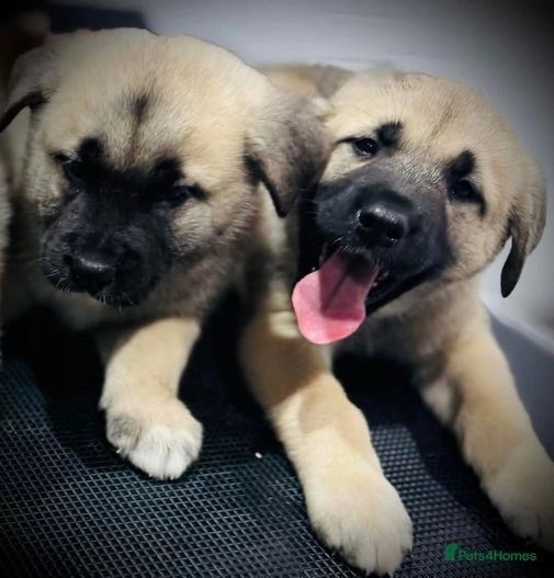 Beautiful akita x pups for sale in Doncaster | Pets4Homes