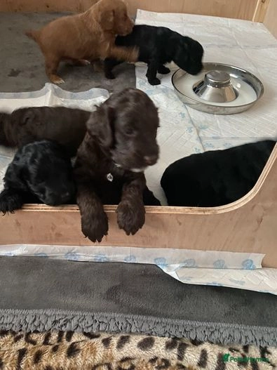 F2 cockapoo puppies for sale in Newcastle upon Tyne | Pets4Homes