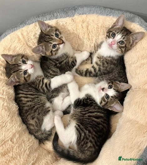 GORGEOUS KITTENS for sale in Bradford | Pets4Homes