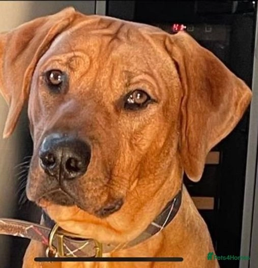 Stunning Rhodesian Ridgeback Stud 5Gen Pedigree for stud in Dunmow ...