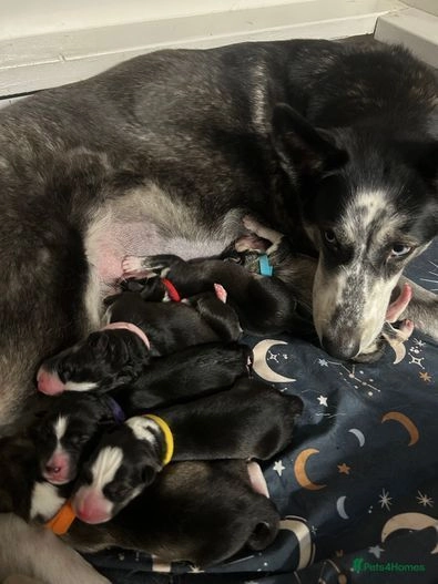 Husky puppies for sale in Perth | Pets4Homes