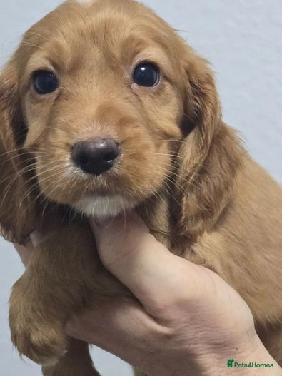 Fox red cockers for sale in Barnsley | Pets4Homes