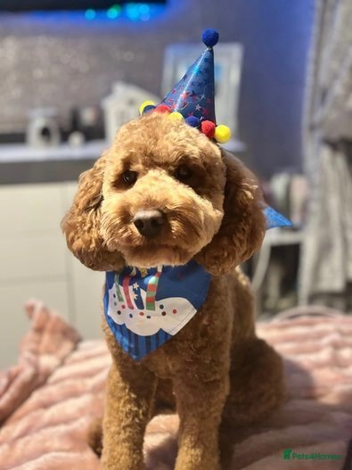 Deep red Cockapoo stud for stud in Wigan | Pets4Homes