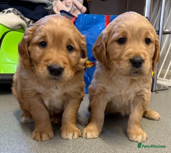 Fox Red KC registered Golden Retriever puppies for sale in Swindon ...