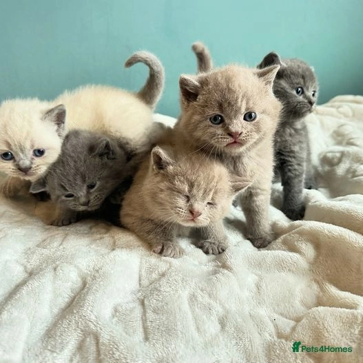 Poodle cat for sale store