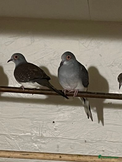 Diamond doves for sale for sale in Leicester Pets4Homes