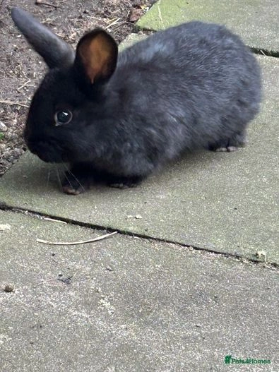 Gorgeous black rabbits with grey feet for sale in Bootle | Pets4Homes