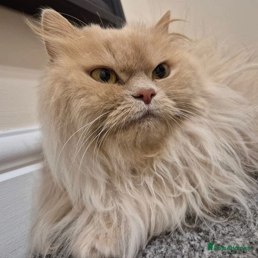 Beautiful Persian Female Cat for sale in Walsall | Pets4Homes
