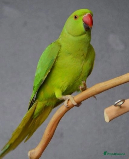 Indian Ring Neck Parrot Ready To Go Now For Sale In Birmingham