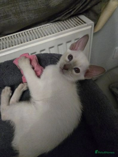 FAWN SIAMESE. BITH NOW SOLD PEN COLLECTION for sale in Bradford ...