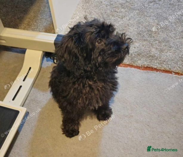 Shihpoo 15 weeks for sale in Cheltenham Pets4Homes