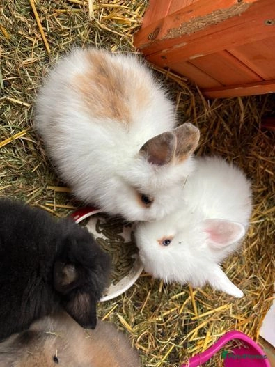 2 white male lion head bunnies for sale in Norwich | Pets4Homes