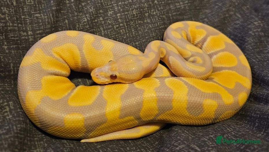 CB24 Toffee royal python for sale in Sleaford | Pets4Homes