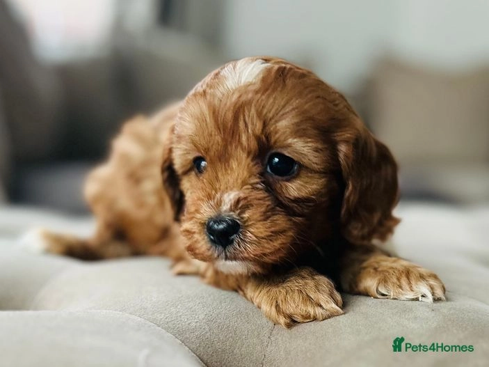 Adorable F1 Red Cavapoo Puppies for sale in Chatham | Pets4Homes